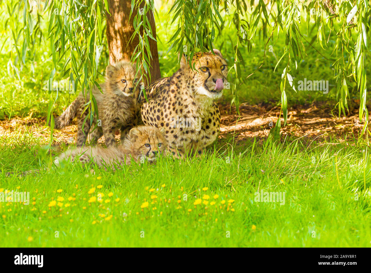 Two Cheetah Cubs and Mother ( Acinonyx jubatus ) under a Tree, Mother ...