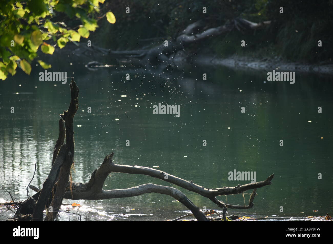 Path into the fresh water Stock Photo - Alamy