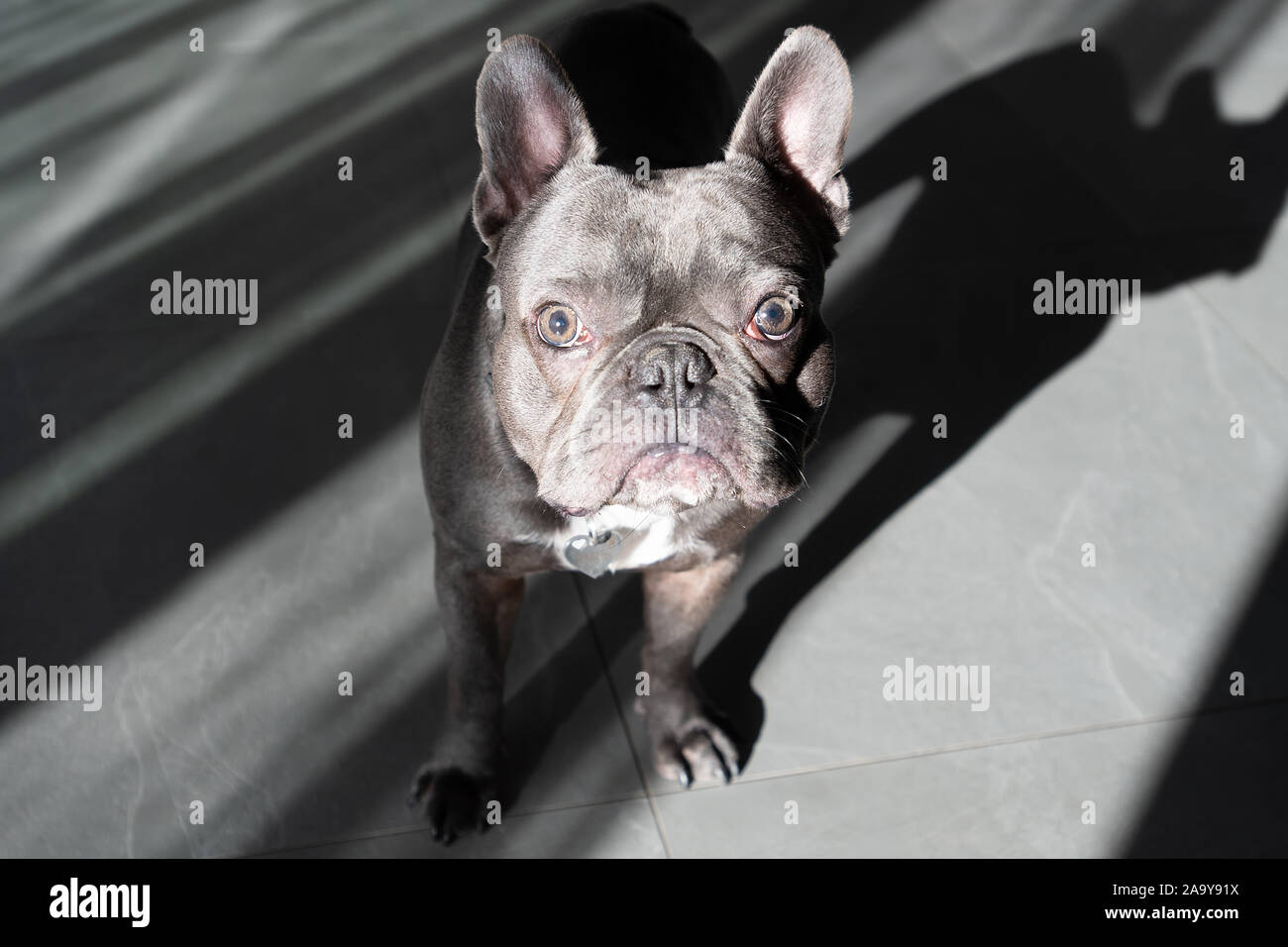 Bulldor hi-res stock photography and images - Alamy