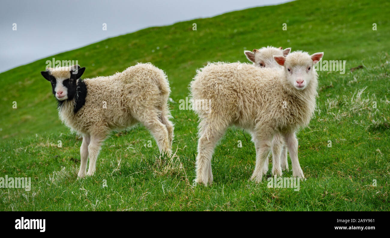 Small Sheep High Resolution Stock Photography and Images - Alamy