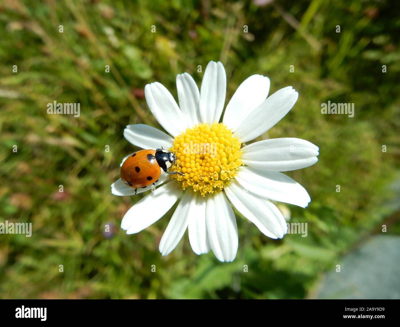 Ladybird on a flower Stock Photo - Alamy