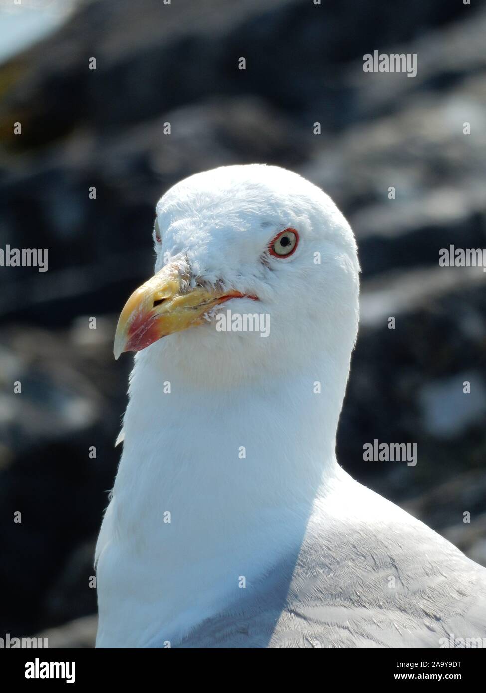 Portrait of a sea gull Stock Photo - Alamy