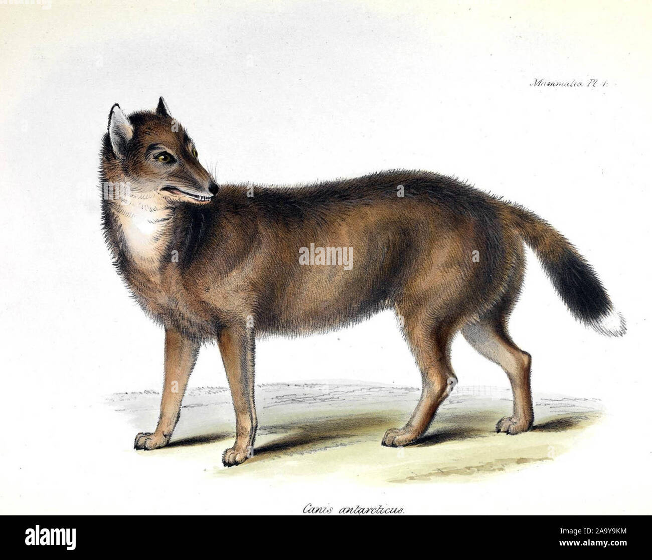 Dusicyon Australis High Resolution Stock Photography and Images - Alamy