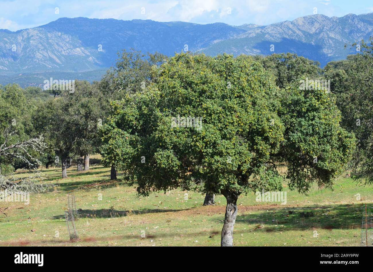Dehesa system hi-res stock photography and images - Alamy