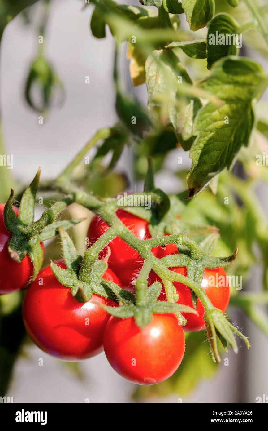 Tomato food photography hi-res stock photography and images - Alamy