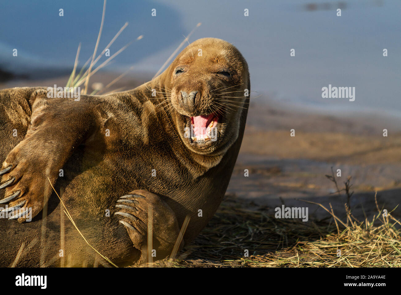 Laughing Sea Lion Meme