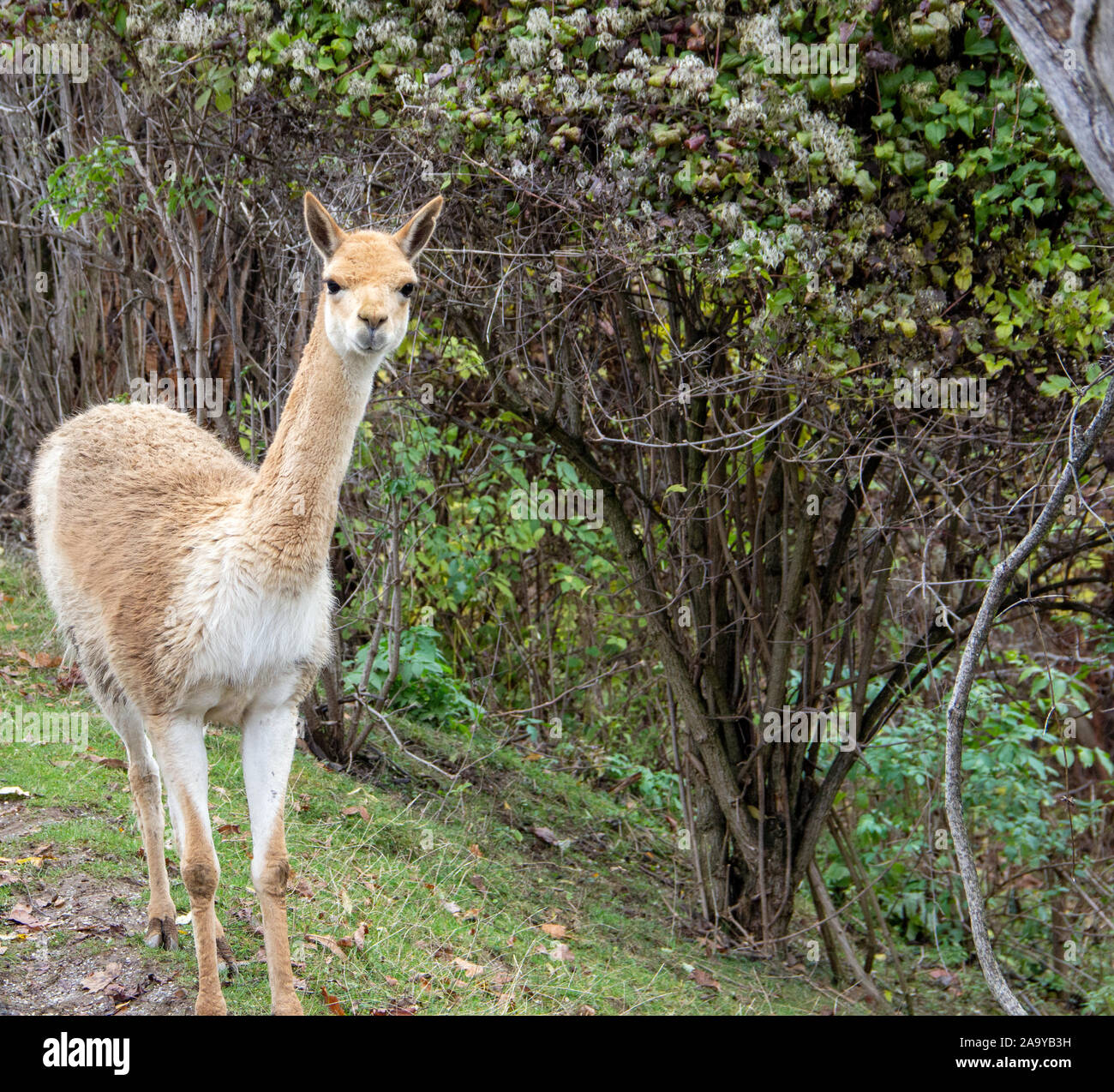 Vicugna vicugna hi-res stock photography and images - Alamy