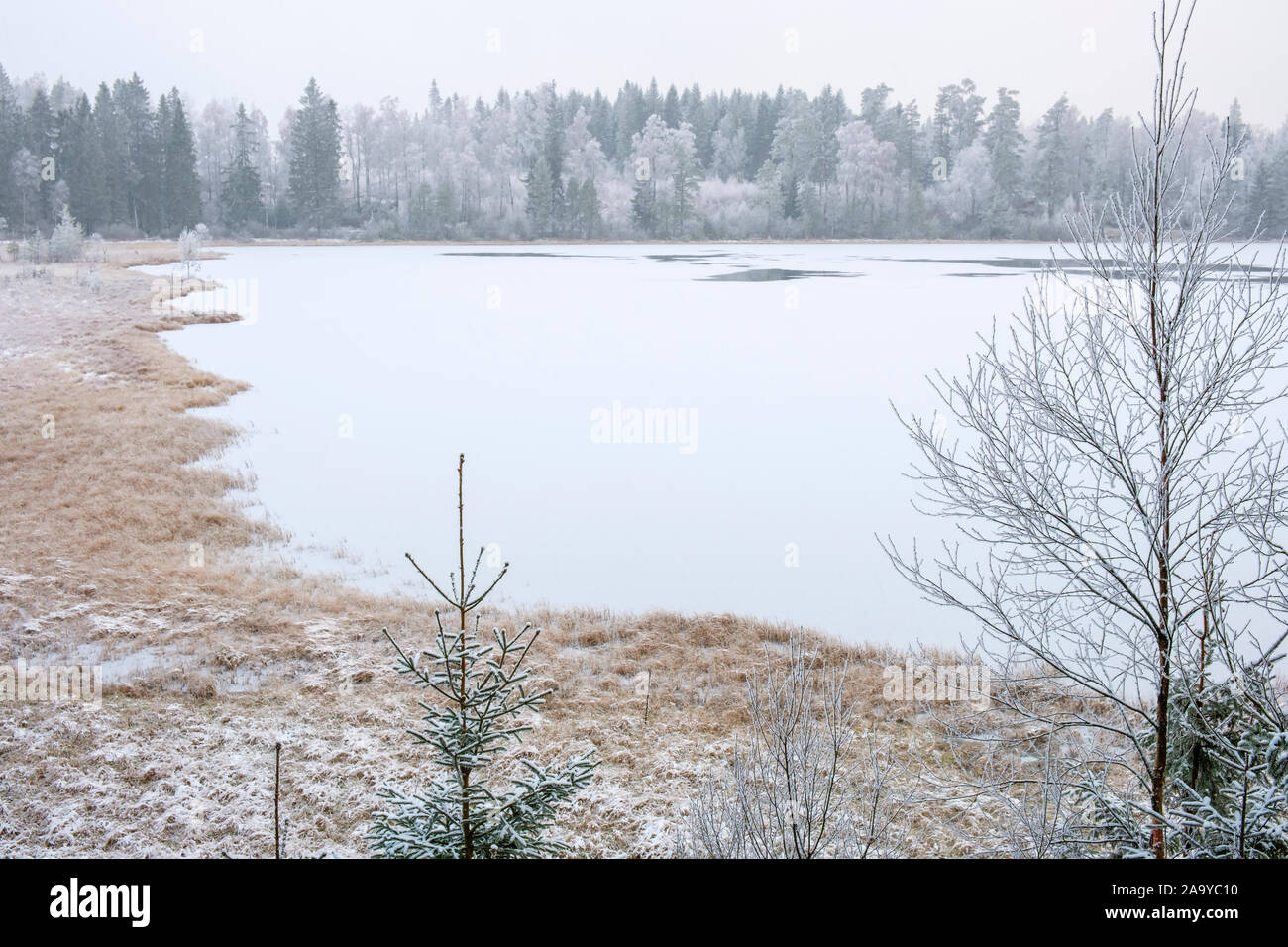 Bog lake in the winter with frost in the landscape Stock Photo - Alamy