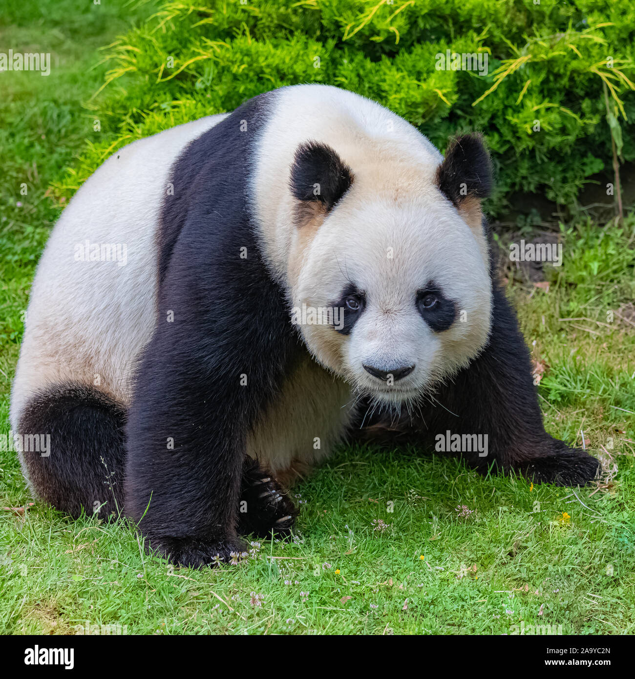 Giant panda, young bear panda sitting in the grass, funny attitude ...