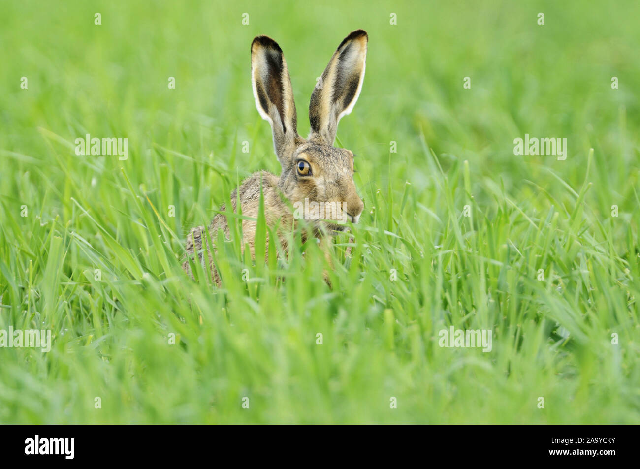 Feldhase (Lepus europaeus Stock Photo - Alamy