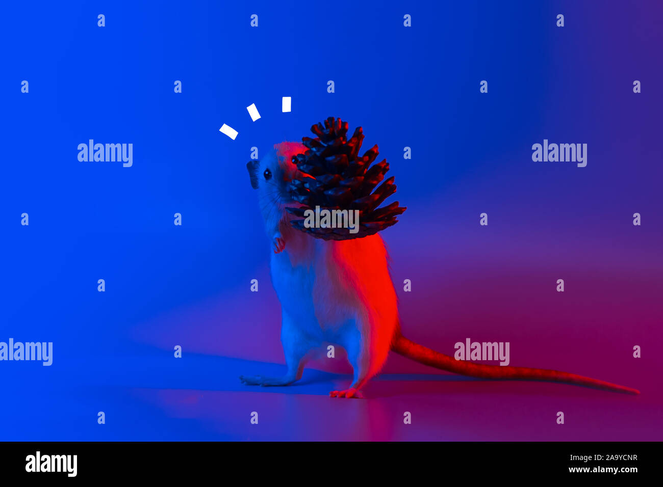 decorative rat symbol of the year and the cone of the Christmas tree in ...