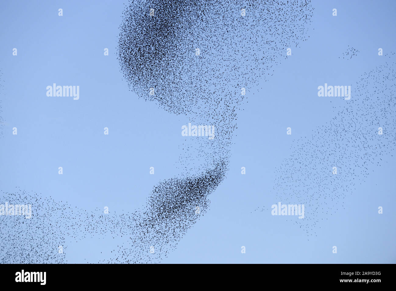 Vogelschwarm hi-res stock photography and images - Alamy