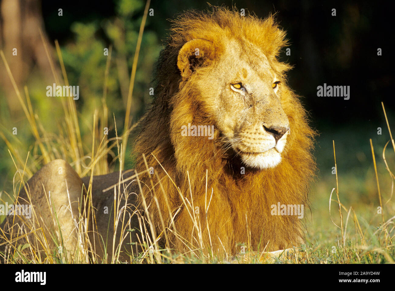 Loewe, (panthera leo) portrait, Namibia Stock Photo - Alamy