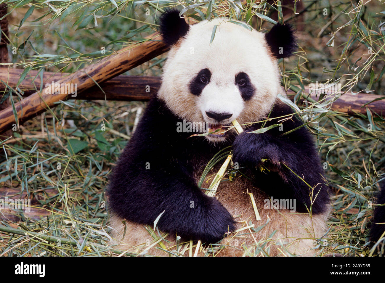 Grosser Panda High Resolution Stock Photography and Images - Alamy