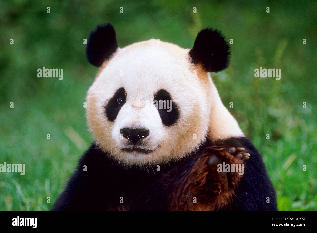 Wolong Panda Station High Resolution Stock Photography and Images - Alamy