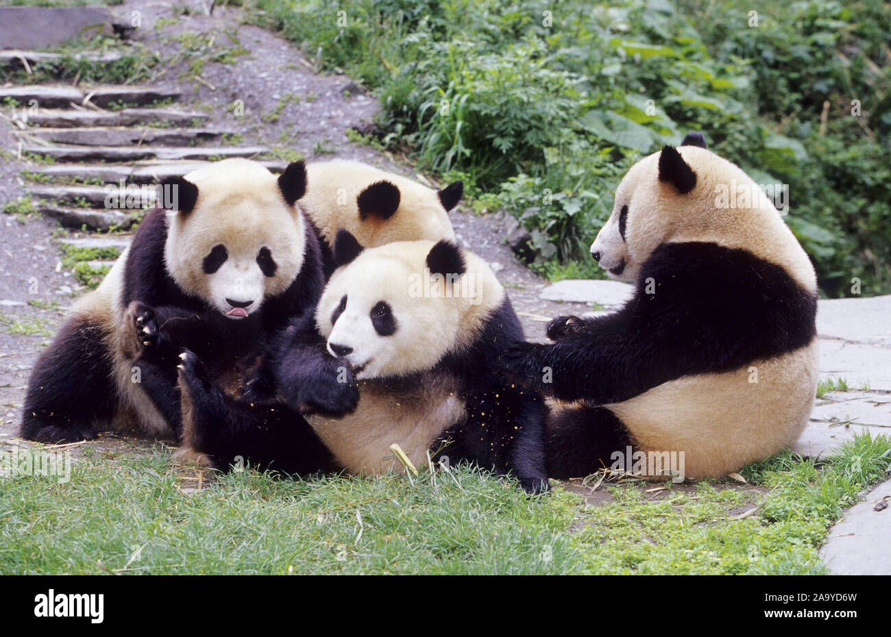 Pandabaer, Grosser Panda Stock Photo - Alamy