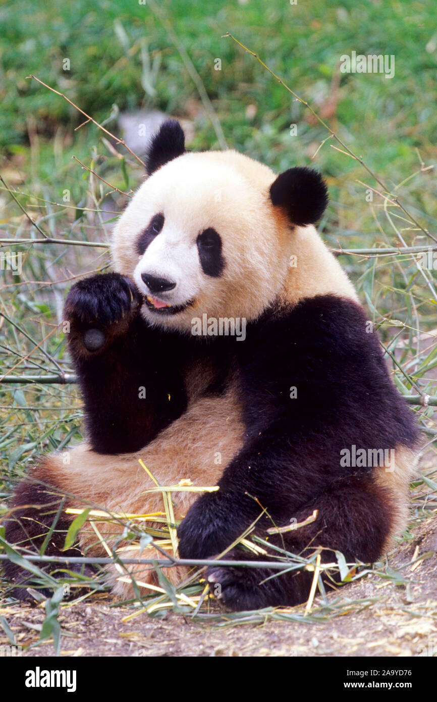 Pandabaer, Grosser Panda Stock Photo - Alamy