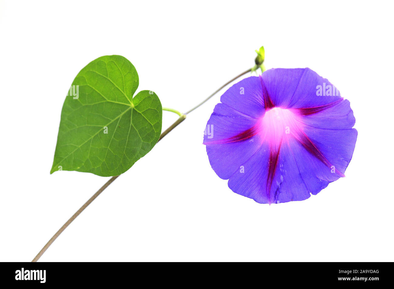 Zaunwinde, Calystegia sepium, Hedge Bindweed Stock Photo - Alamy