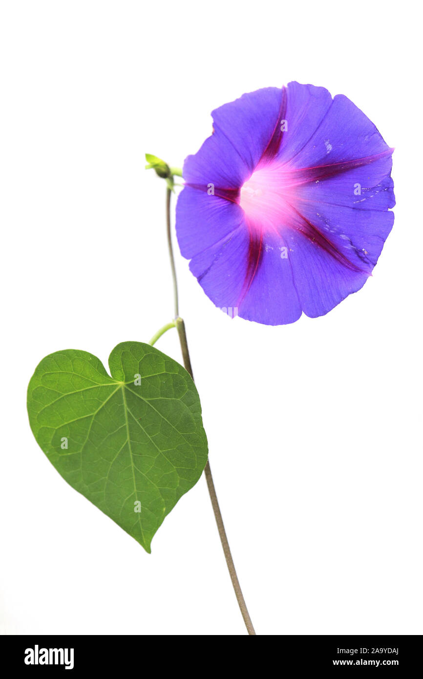 Zaunwinde, Calystegia sepium, Hedge Bindweed Stock Photo - Alamy