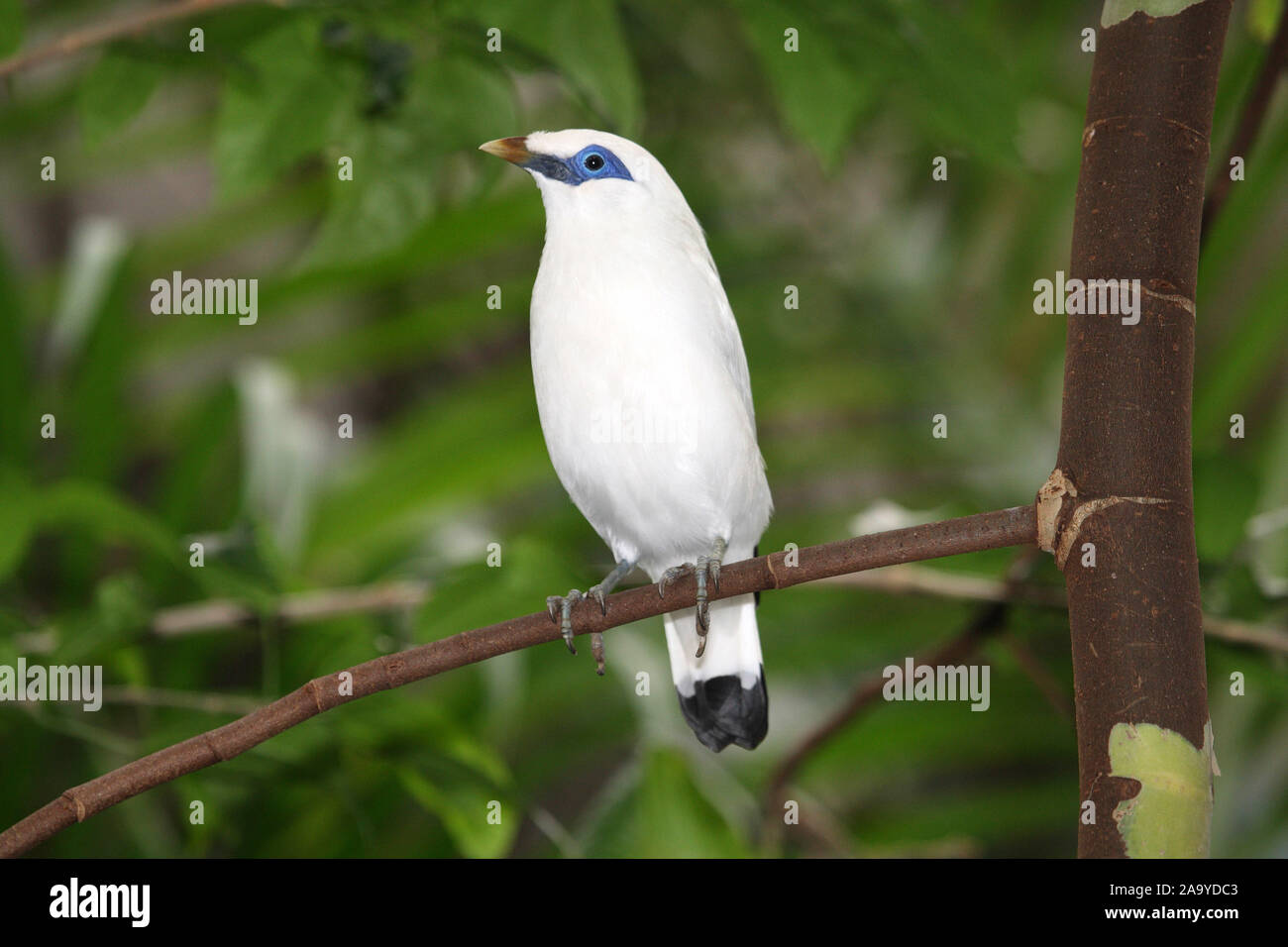 Balistar hi-res stock photography and images - Alamy