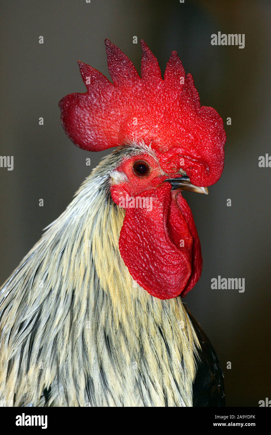 Zwerghahn hi-res stock photography and images - Alamy