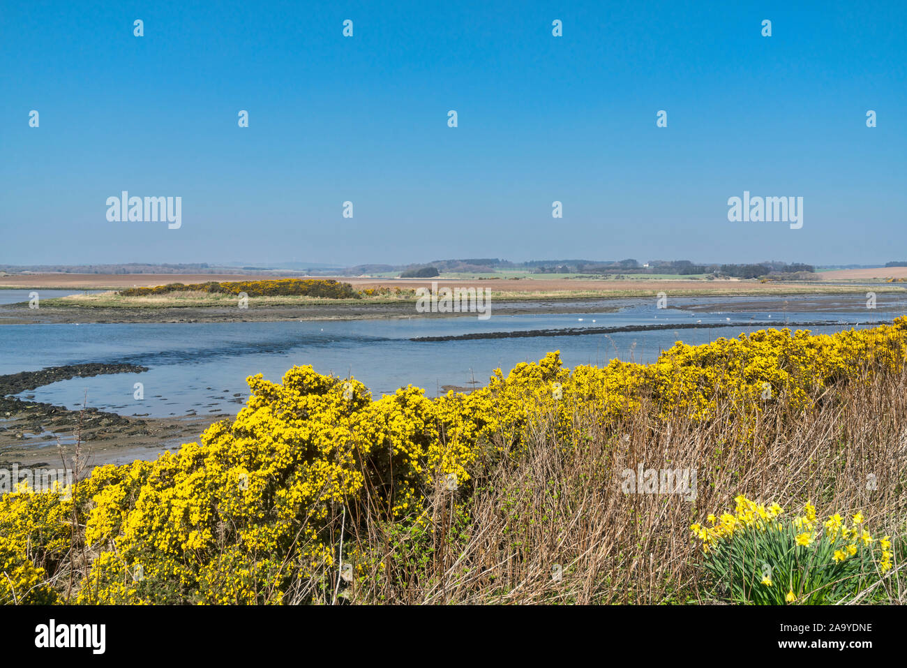 Forvie national nature reserve hi-res stock photography and images - Alamy