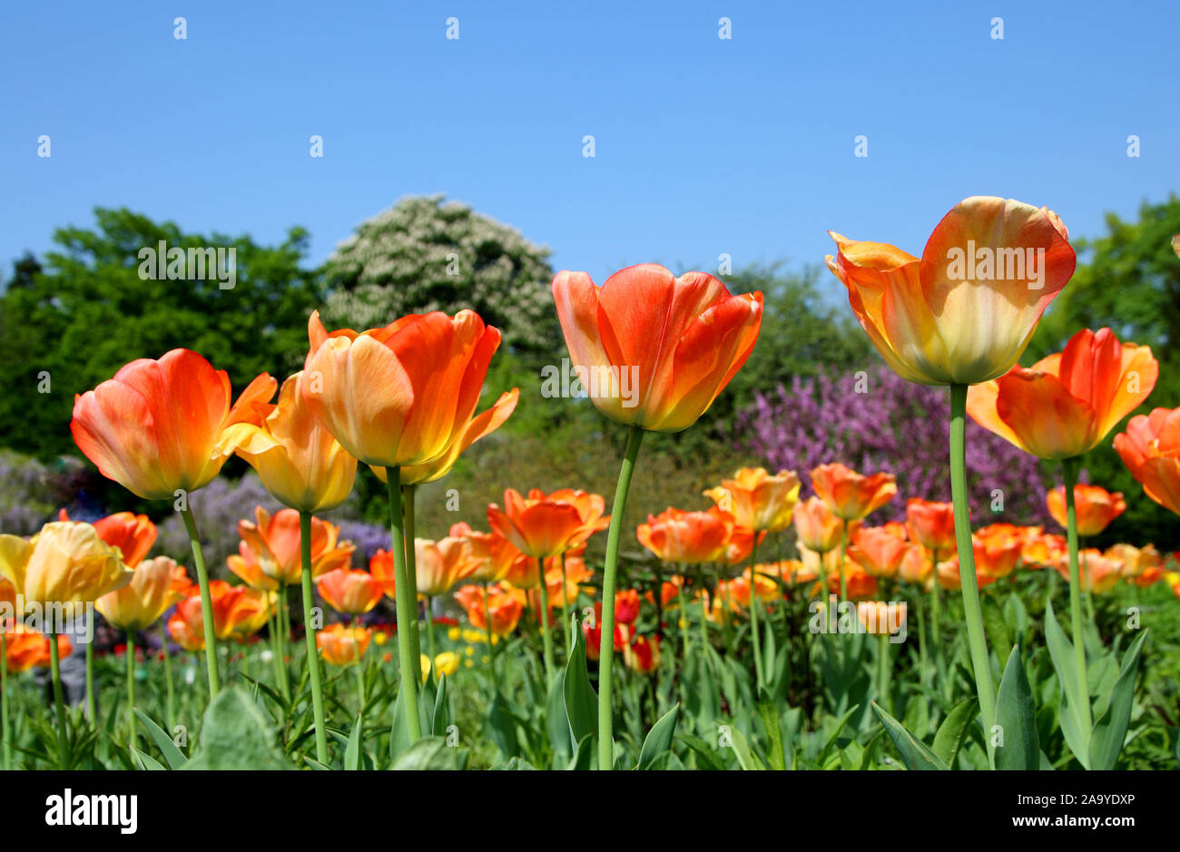 Tulpe, gelb, rot, zweifarbige Stock Photo - Alamy