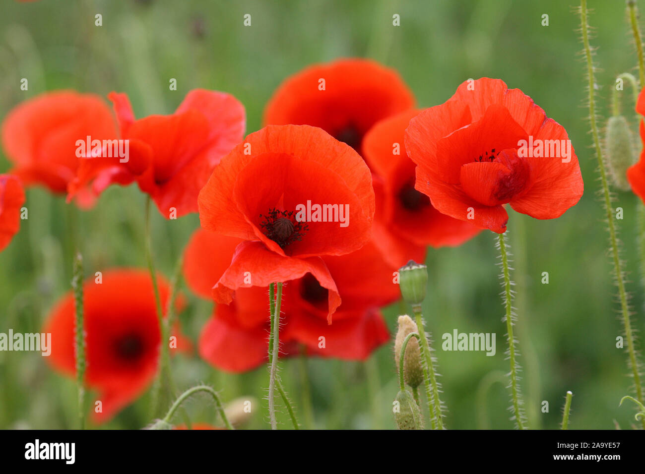 Mohnblumen hi-res stock photography and images - Alamy