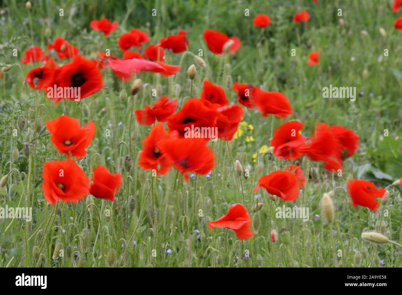 Mohnblumen hi-res stock photography and images - Alamy