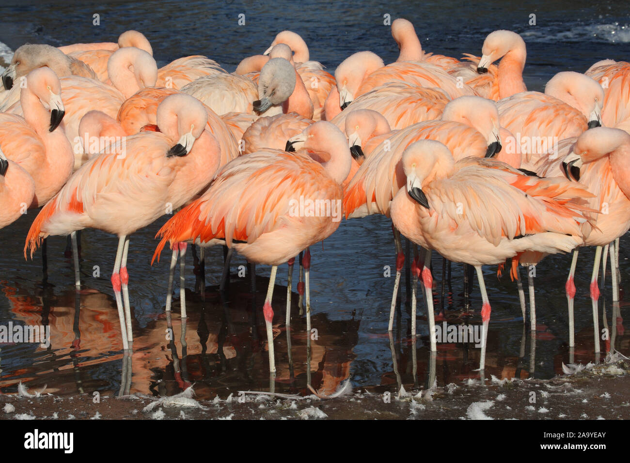 Chileflamingos im Winter Stock Photo - Alamy