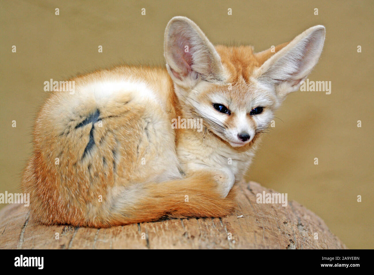Fennek fuchs vulpes zerda hi-res stock photography and images - Alamy