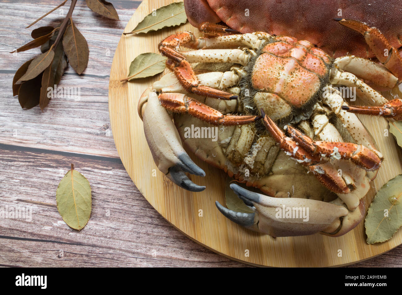 Bottom view of a cooked crab Stock Photo - Alamy