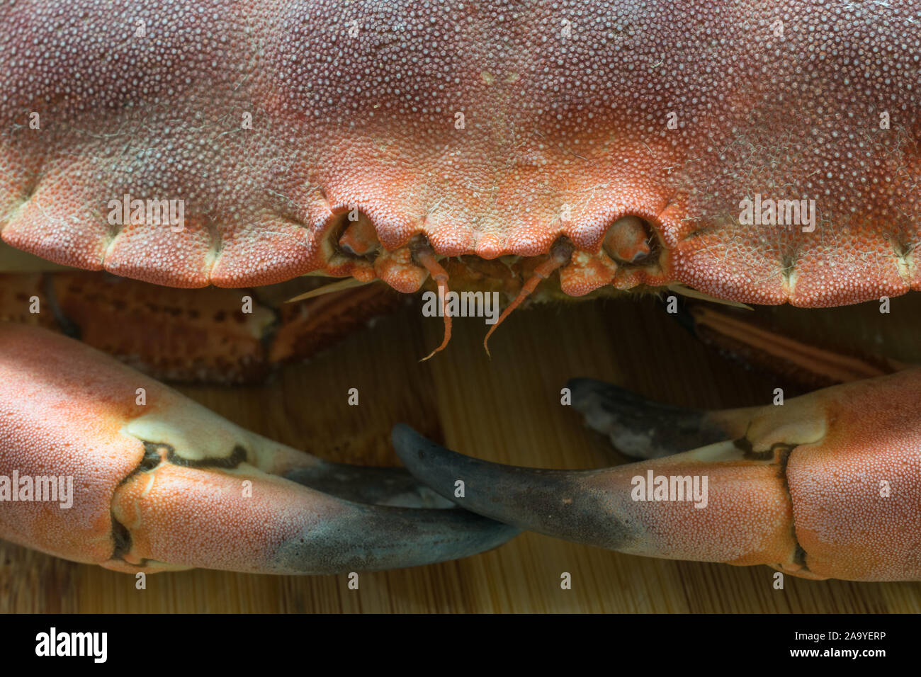 Close up fresh crab face hi-res stock photography and images - Alamy