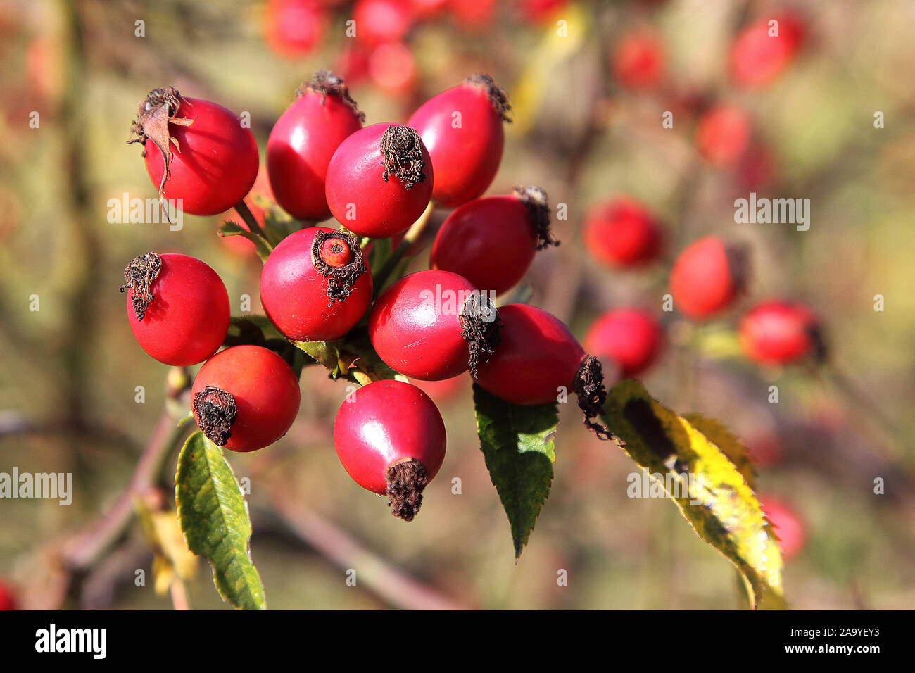 Hundsrose, Fruchtstand, Rosa canina, Hagebutte Stock Photo - Alamy