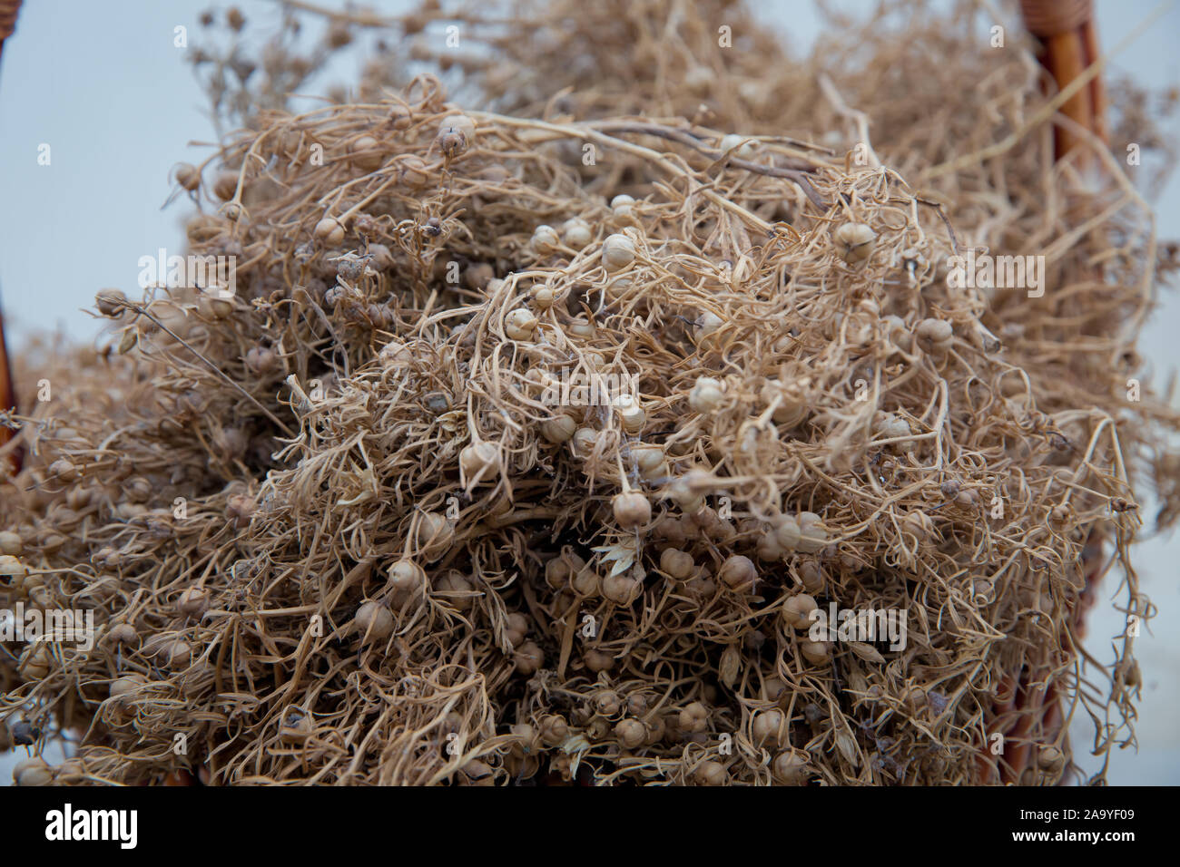 Peganum harmala herb, medicinal herbs, herbal plants, medicinal plants ...