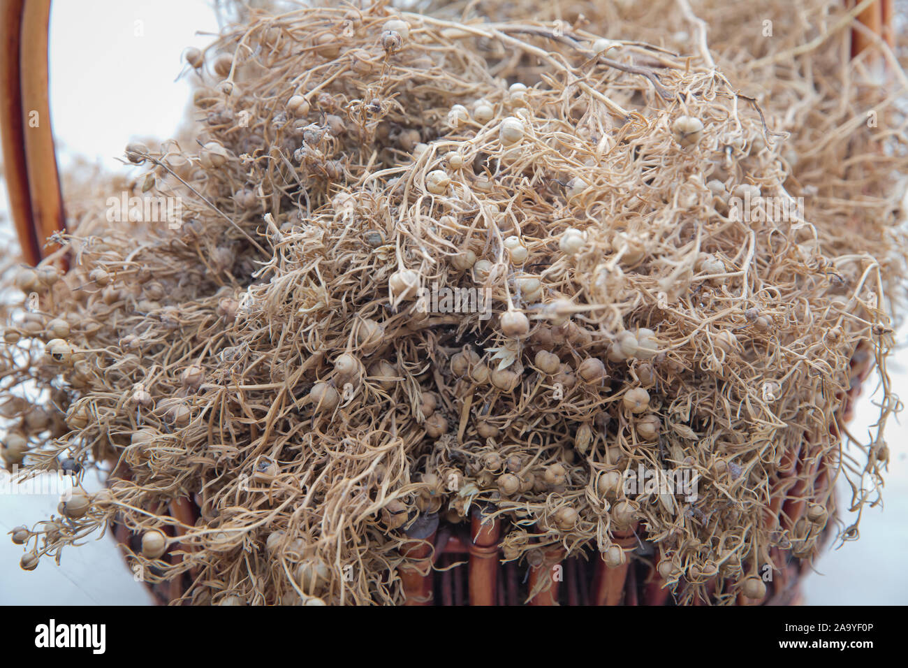 Peganum harmala herb, medicinal herbs, herbal plants, medicinal plants ...