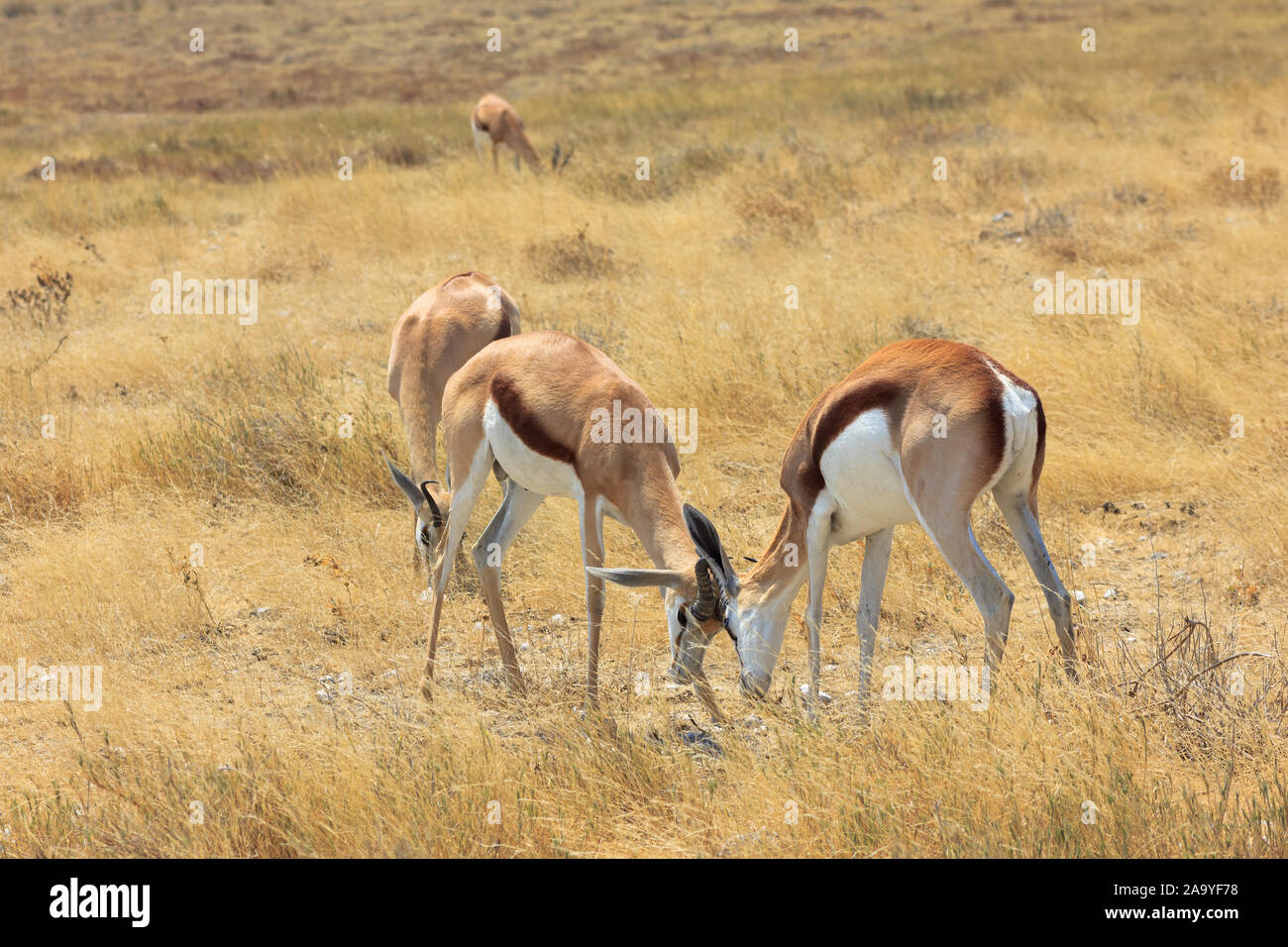 Springbok fighting hi-res stock photography and images - Alamy