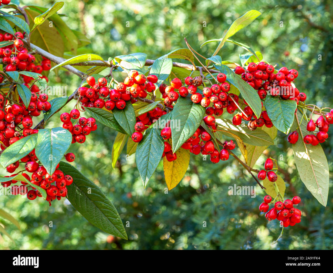 Bright red berries and green leaves in a rowan or mountain ash tree ...