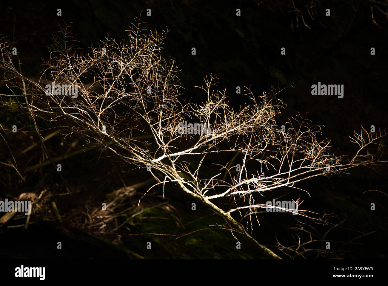 Tree brenches hi-res stock photography and images - Alamy