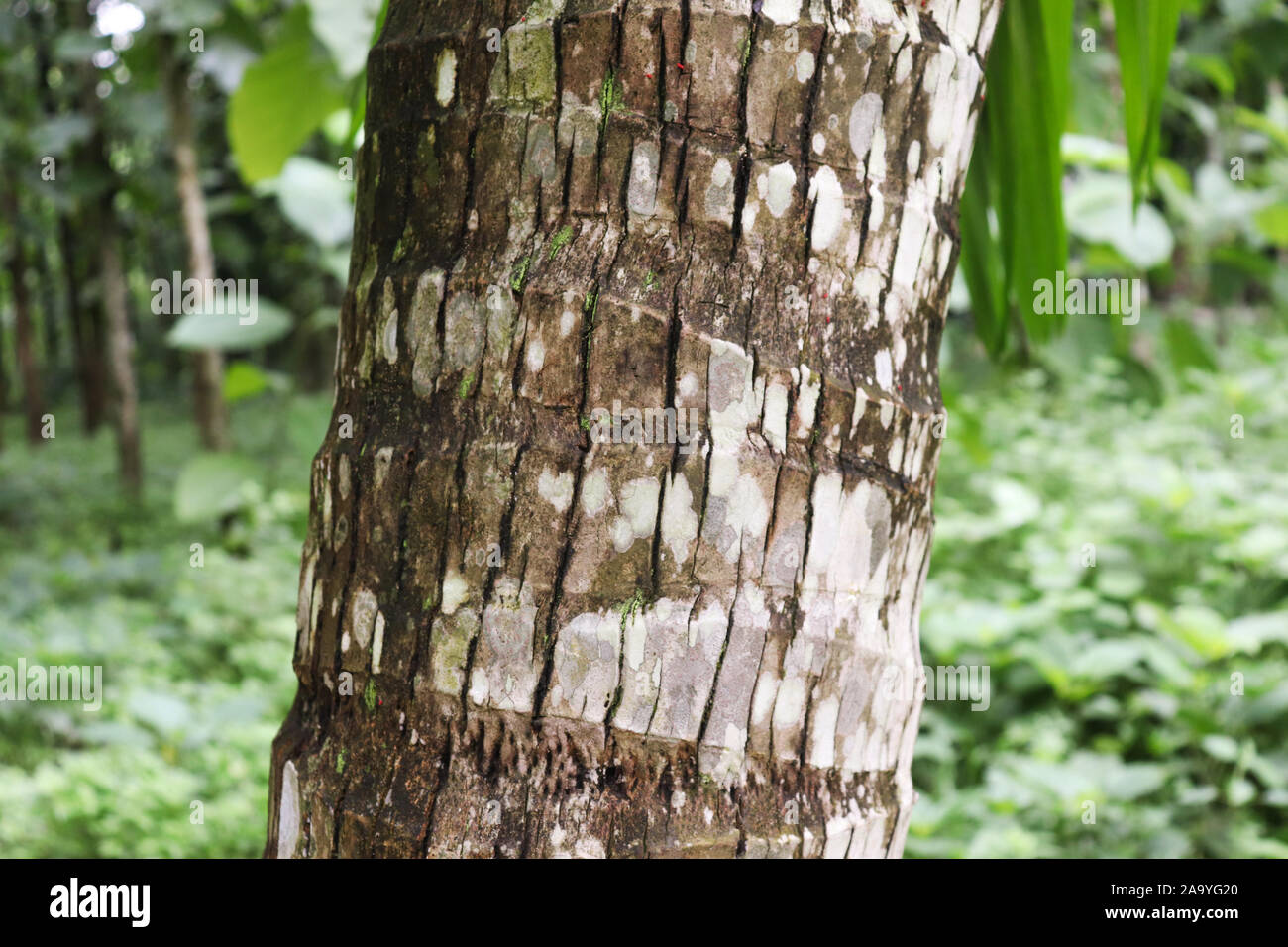 Coconut tree. The body of the tree. Tree bark texture Stock Photo - Alamy