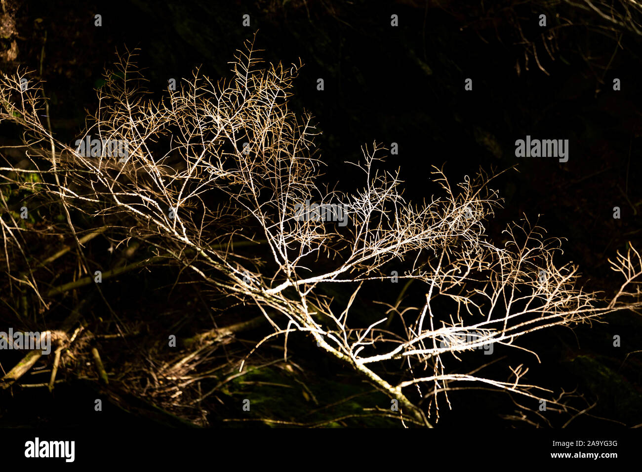 Natural wooden tree brenches. Close up view of Nature background ...