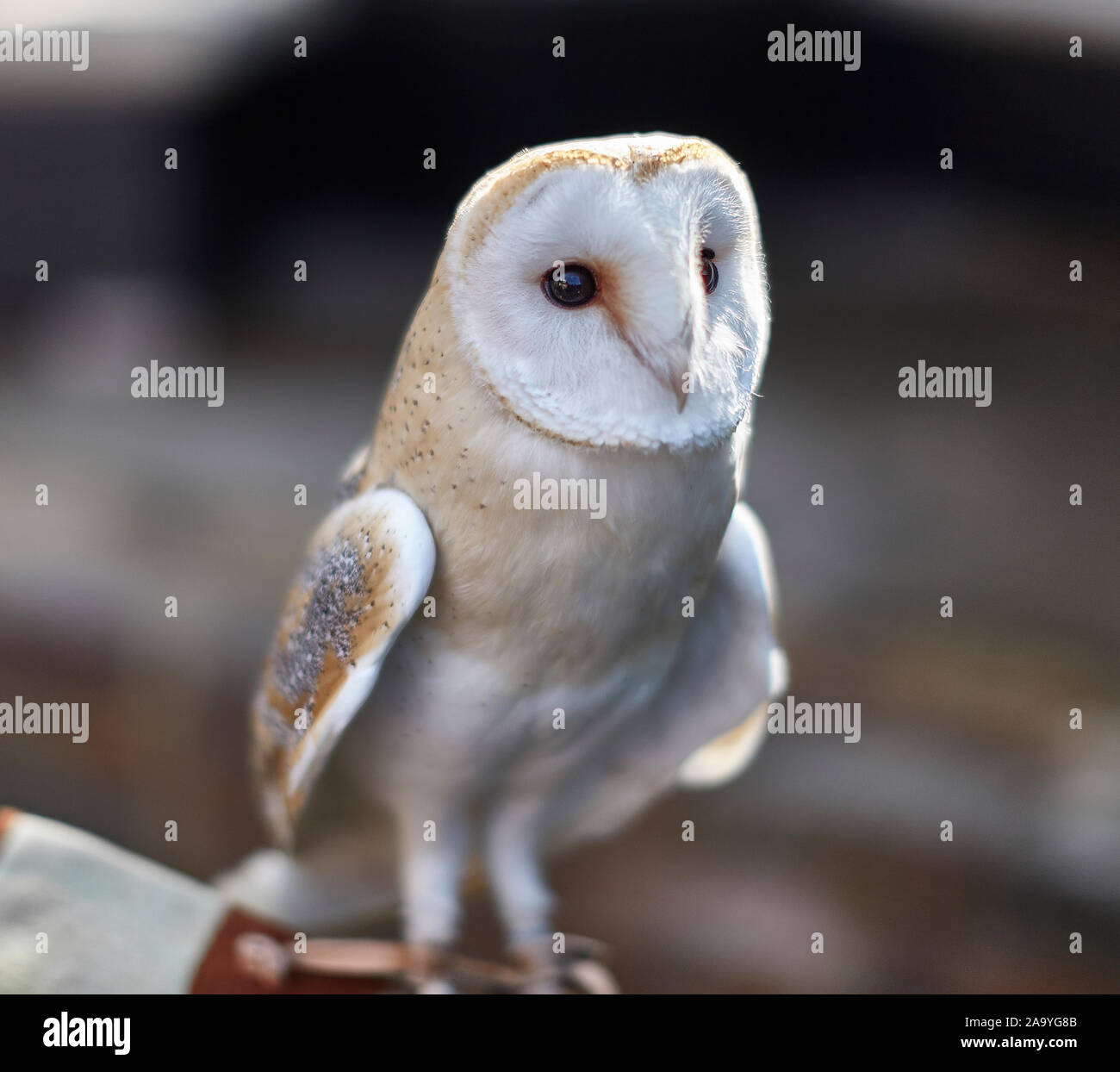 The Barn Owl (Tyto alba) Also known as the ‘white owl’ and the ‘screech ...