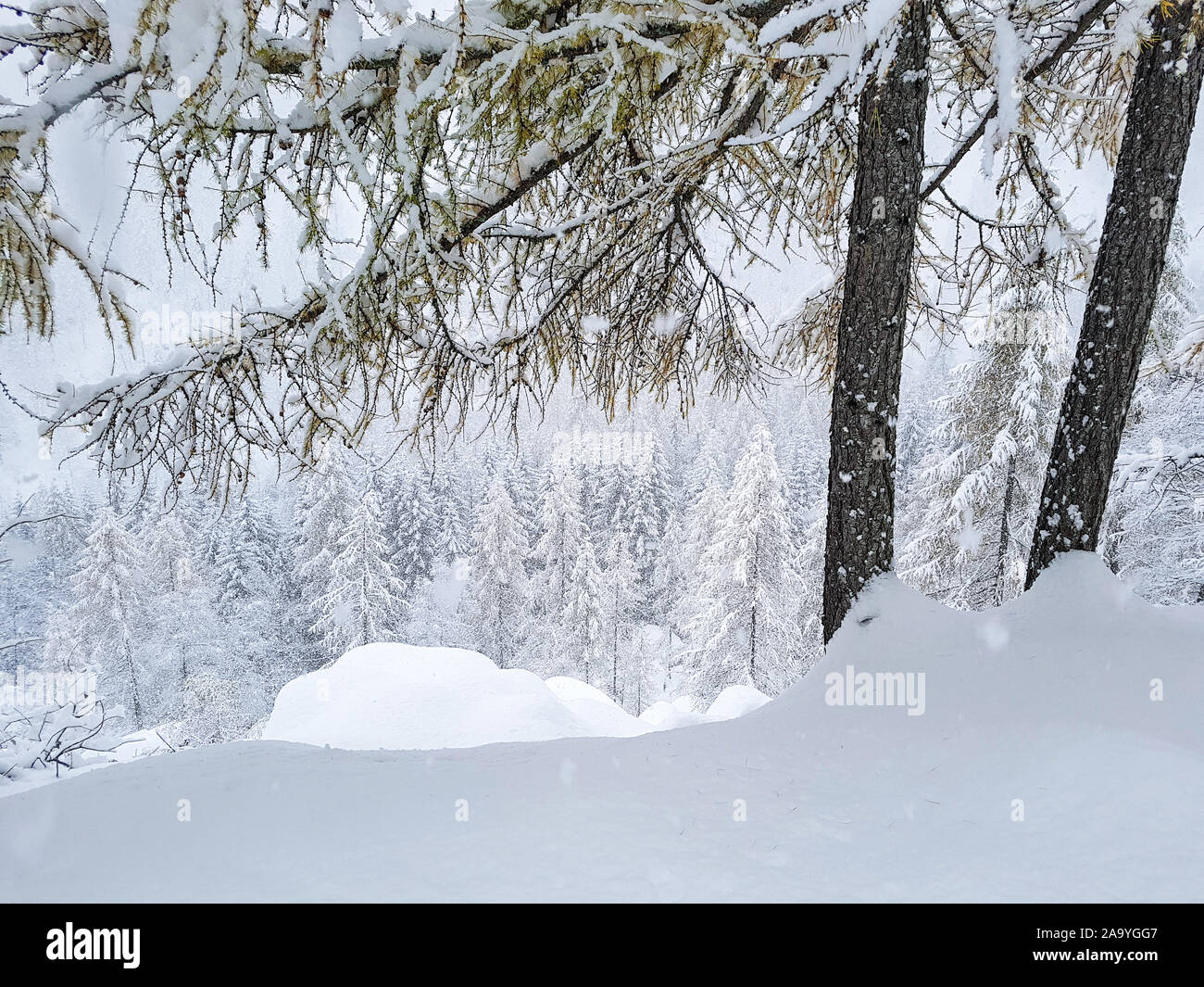 Larch forest during a snowfall. Mountain landscape in winter with snow ...