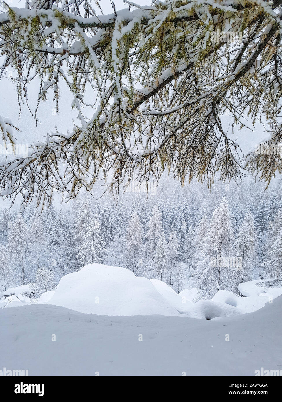 Larch forest during a snowfall. Mountain landscape in winter with snow ...