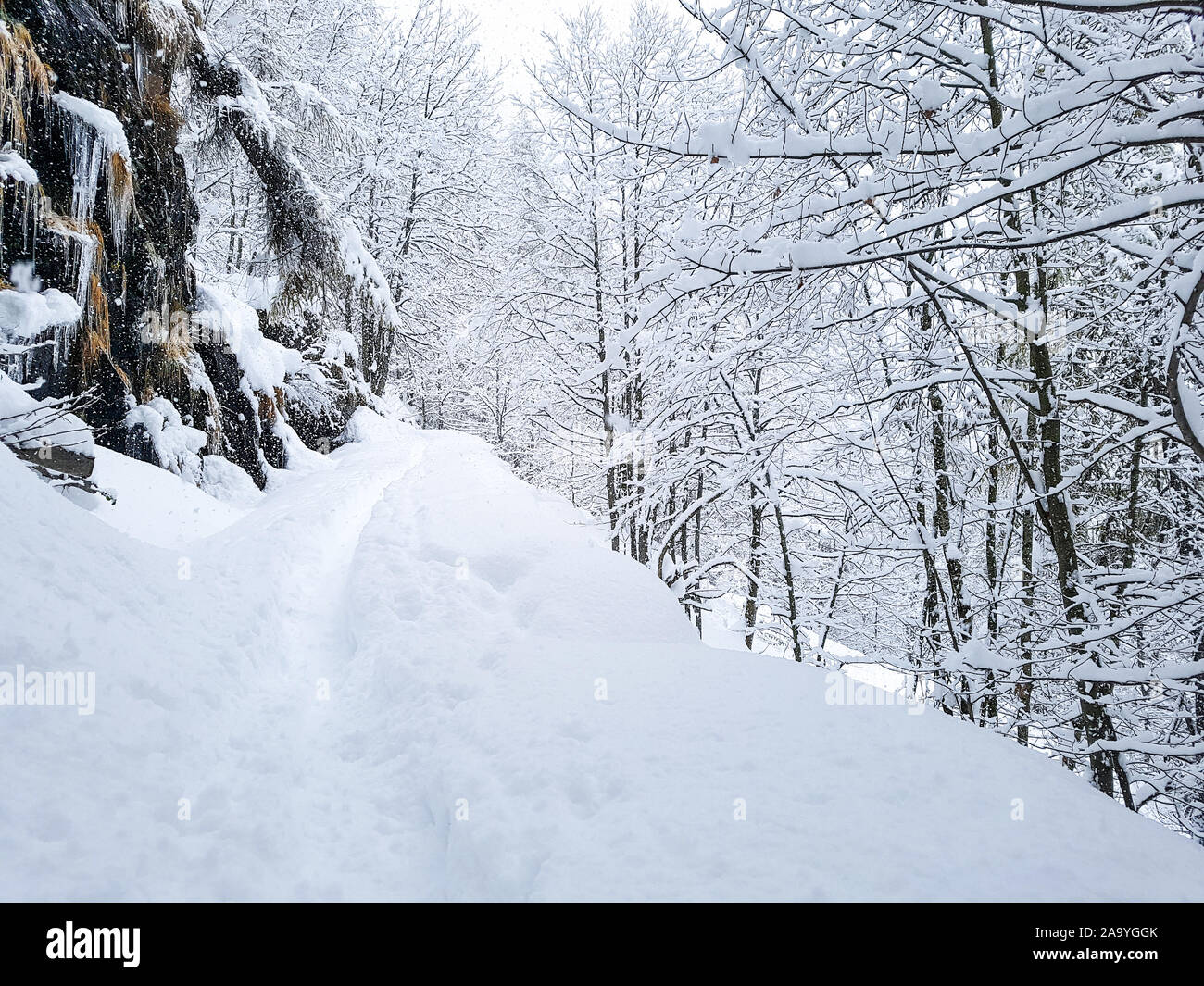 Winter trail in the woods during a snowfall. Mountain landscape with ...