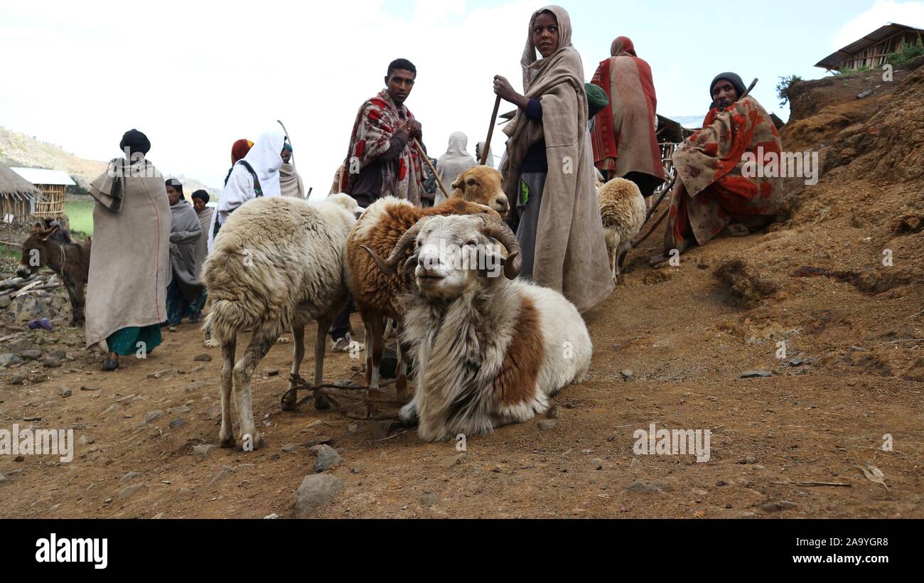 Ethiopian sheep hi-res stock photography and images - Alamy