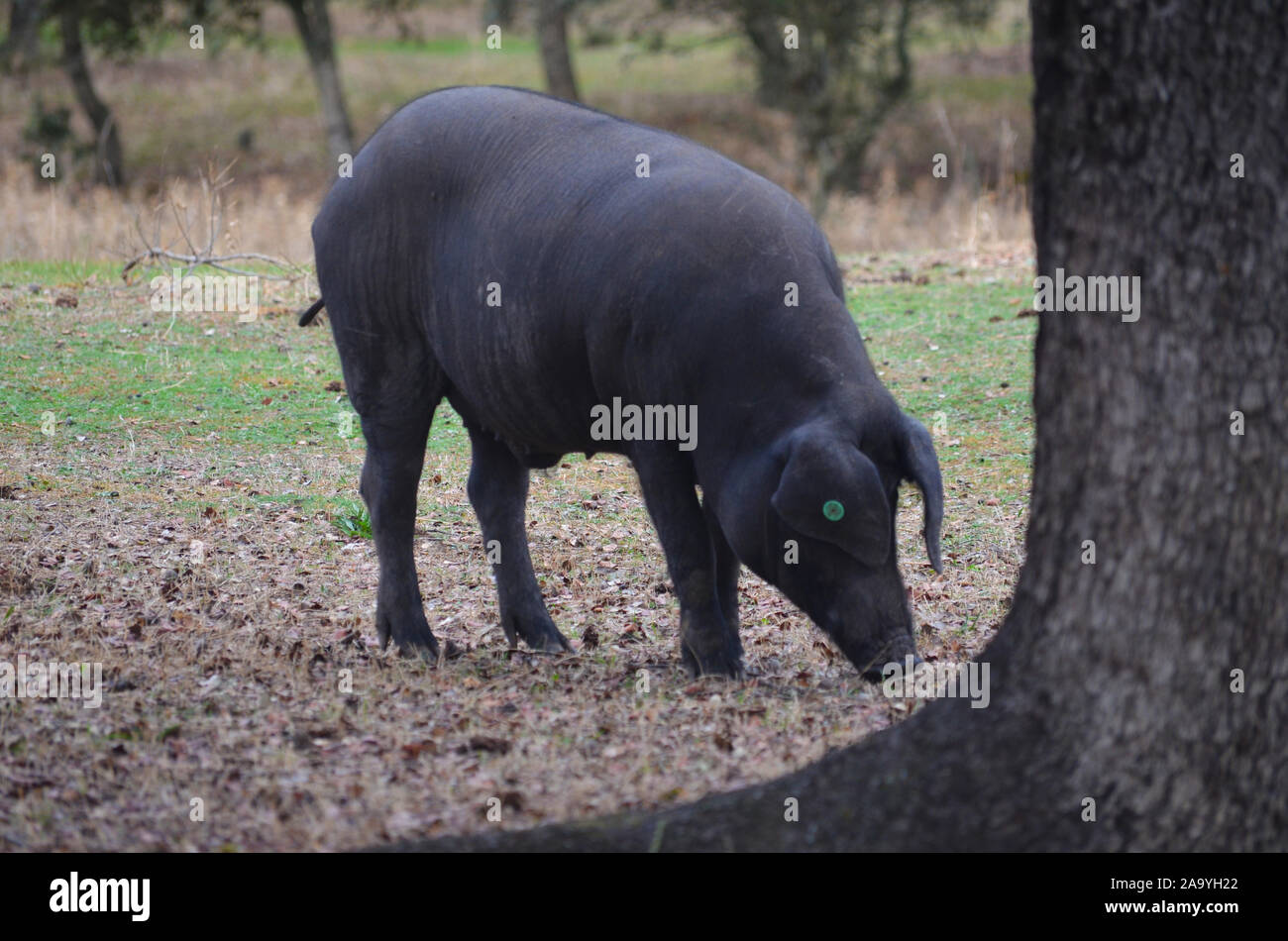 Iberico free-ranging pigs foraging in a dehesa in Azuel (Cordoba ...