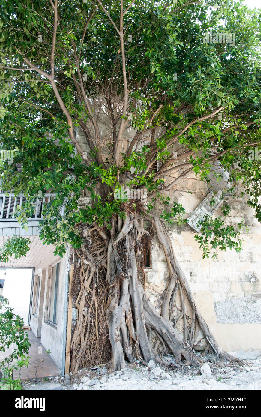 The exotic tree growing on a wall of an abandoned house in Nassau city ...