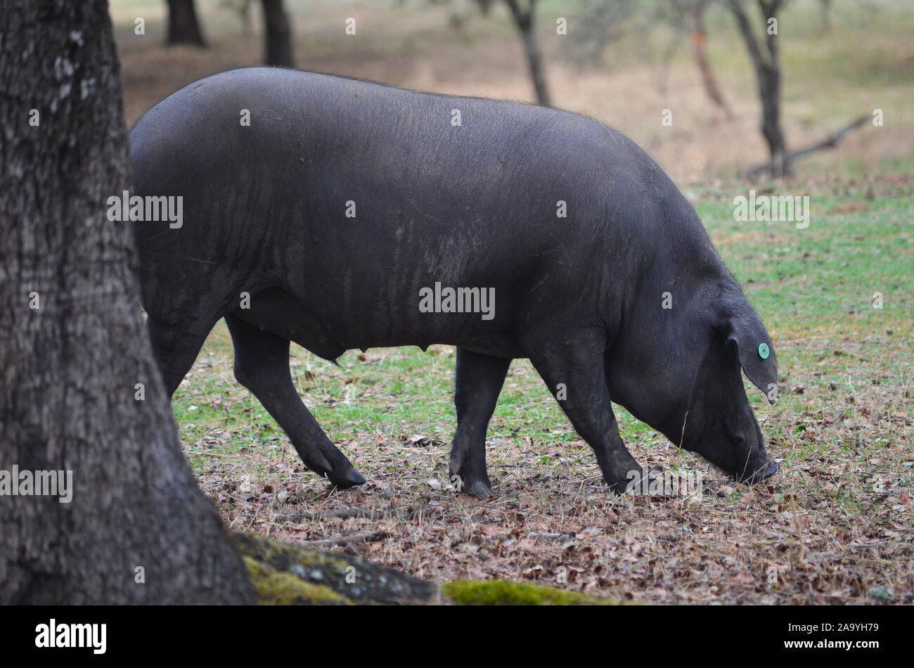 Iberico free-ranging pigs foraging in a dehesa in Azuel (Cordoba ...