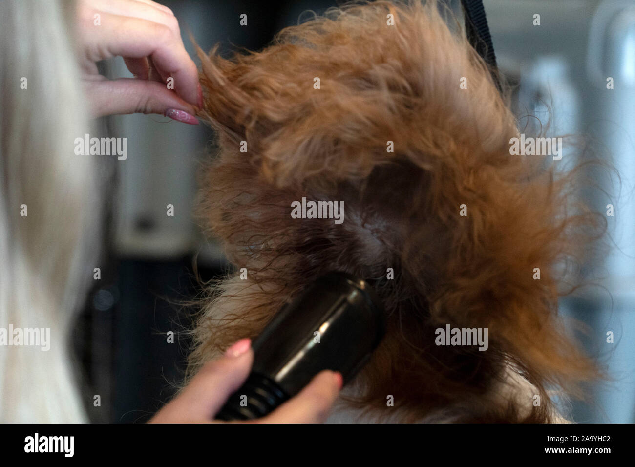 Curry combed hi-res stock photography and images - Alamy